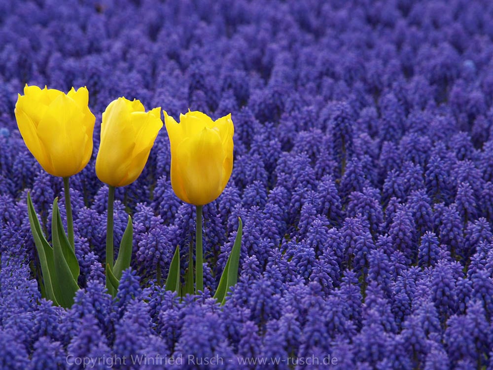 Frühling im Keukenhof, Netherlands