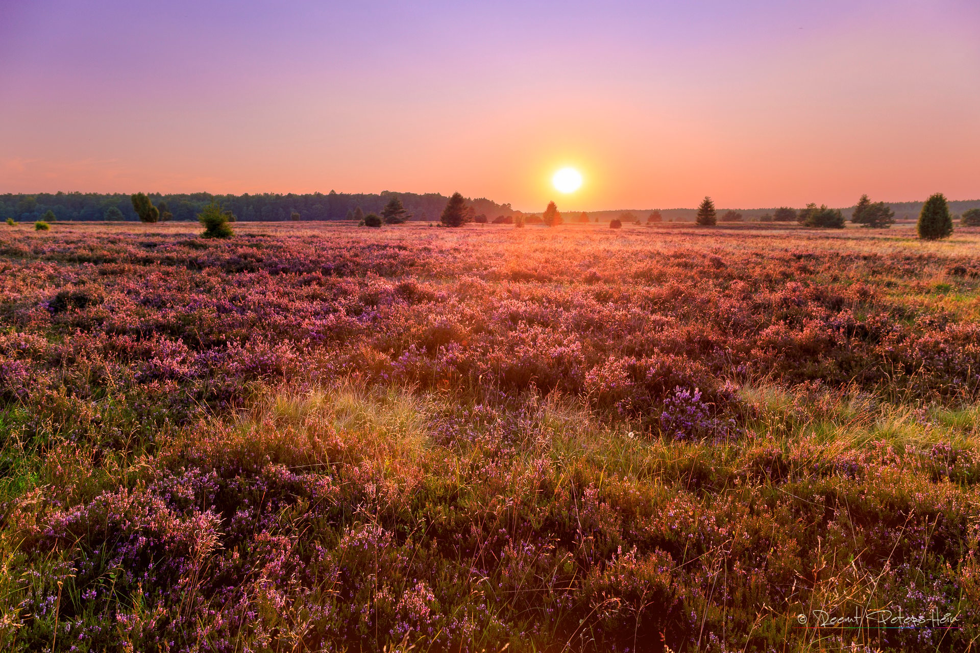 Top 15 Photo Spots at Lüneburger Heide in 2024