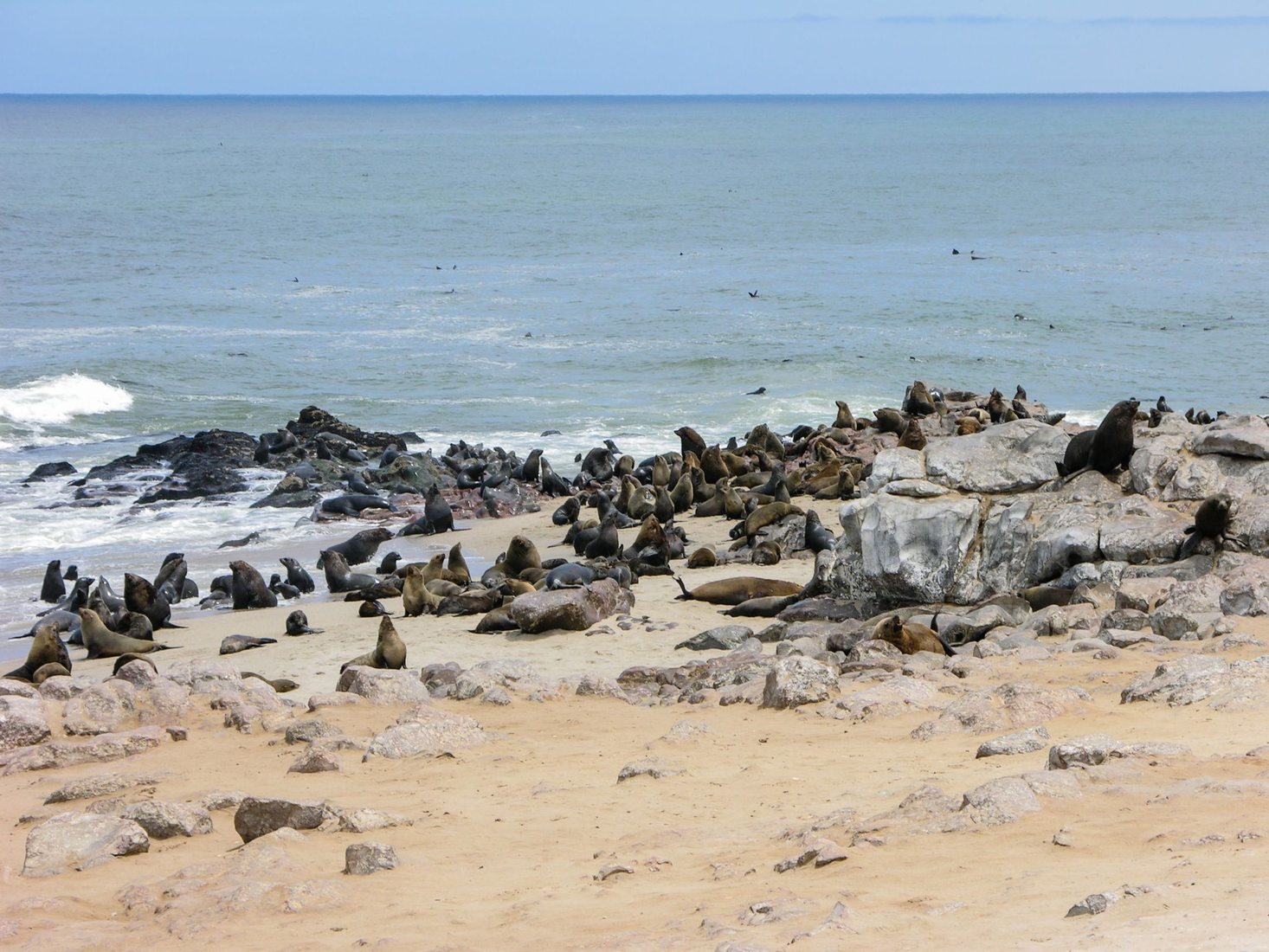 Cape Cross Seal Reserve, Namibia