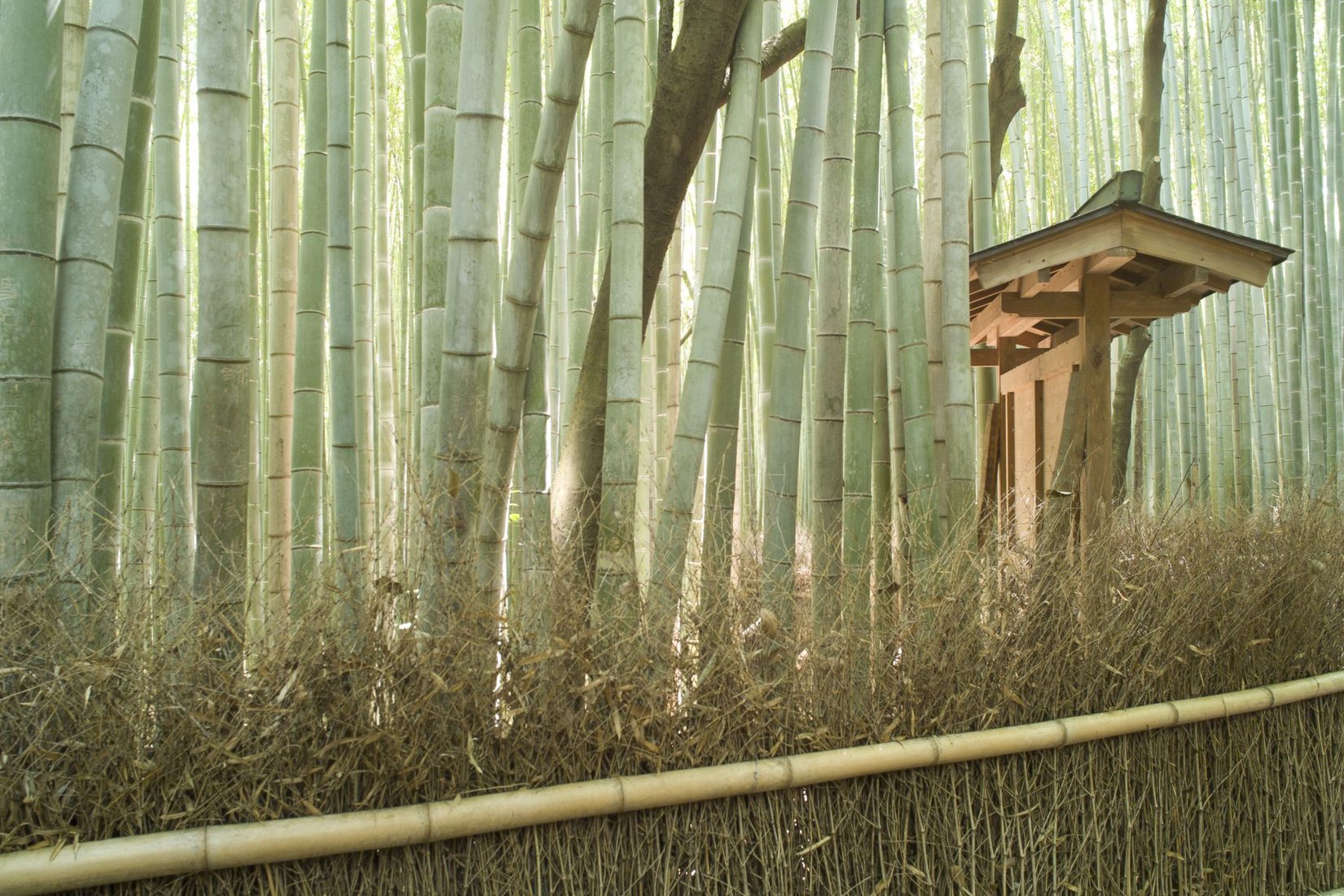 Sagano bamboo forest, Japan