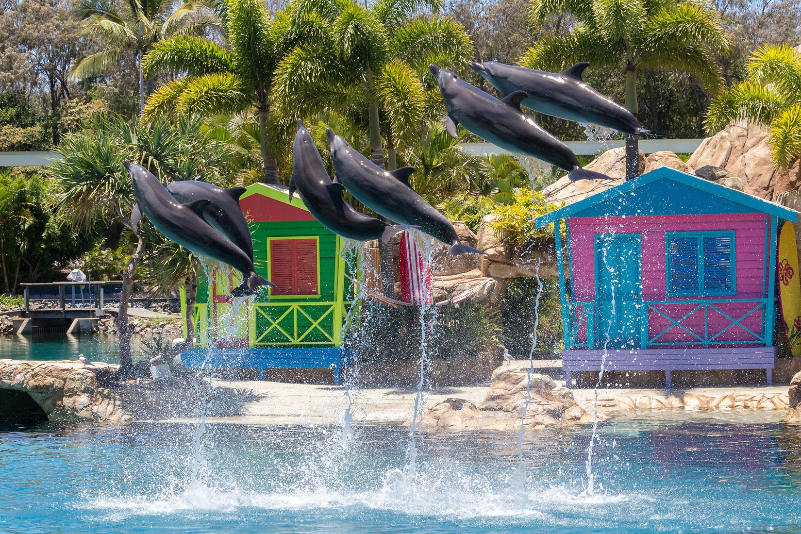 Affinity Dolphin Show - Sea World Gold Coast, Australia