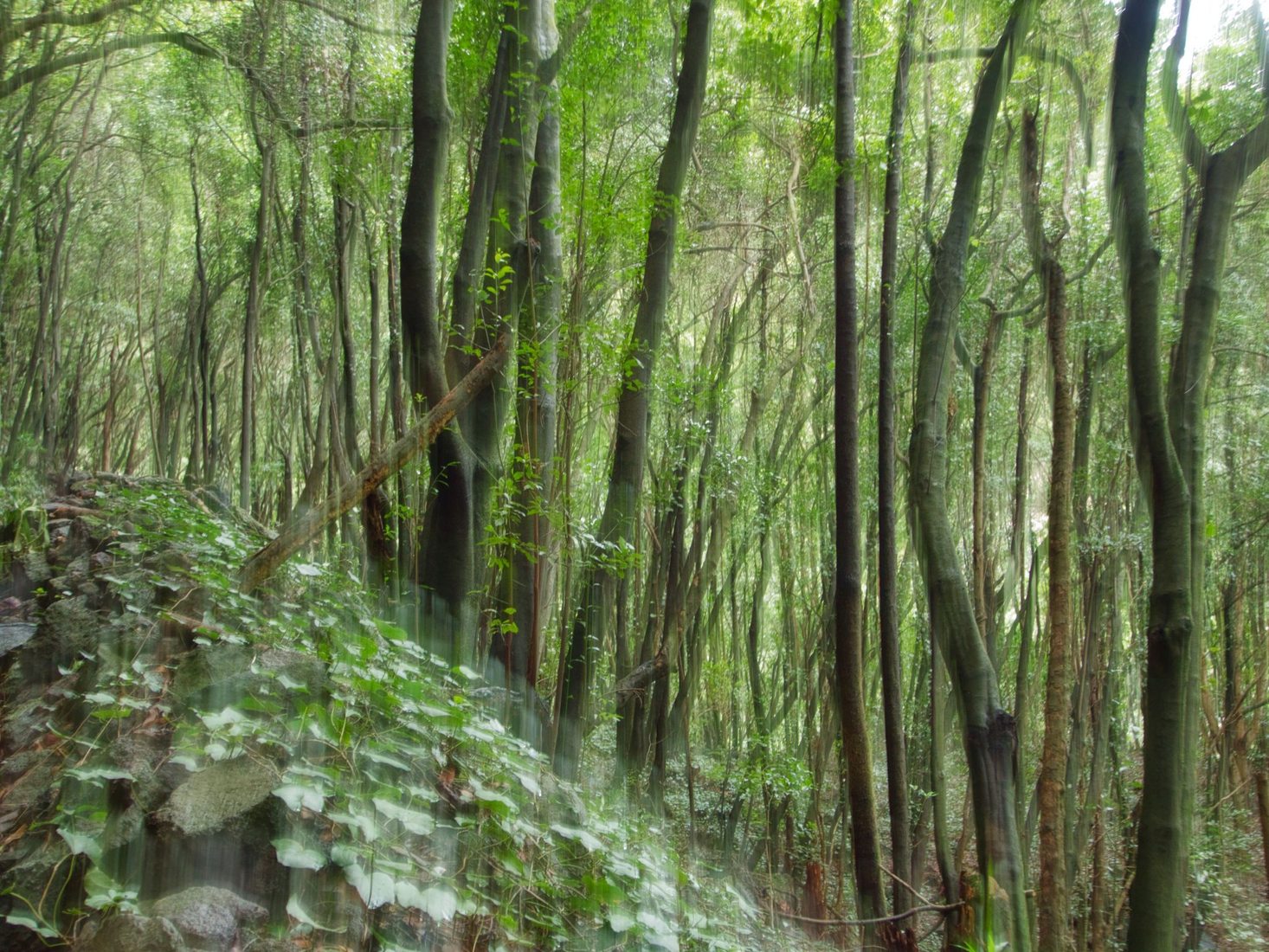 Rain Forest, Spain