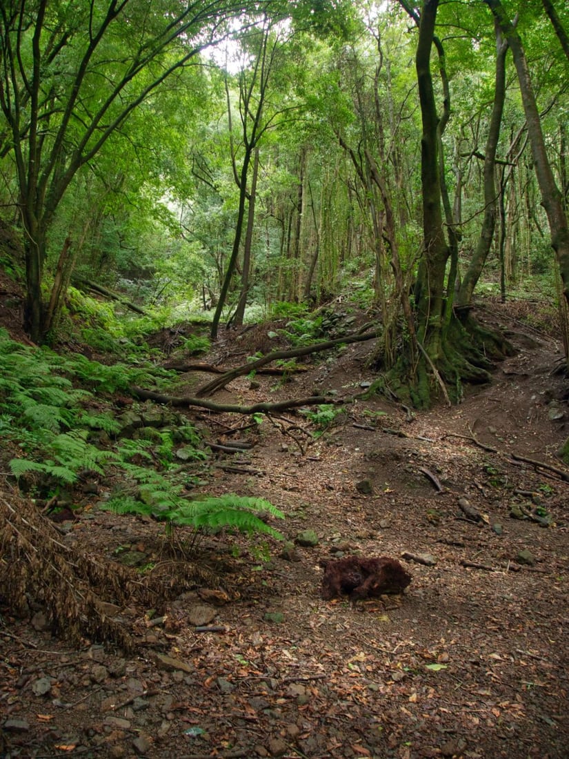 Rain Forest, Spain