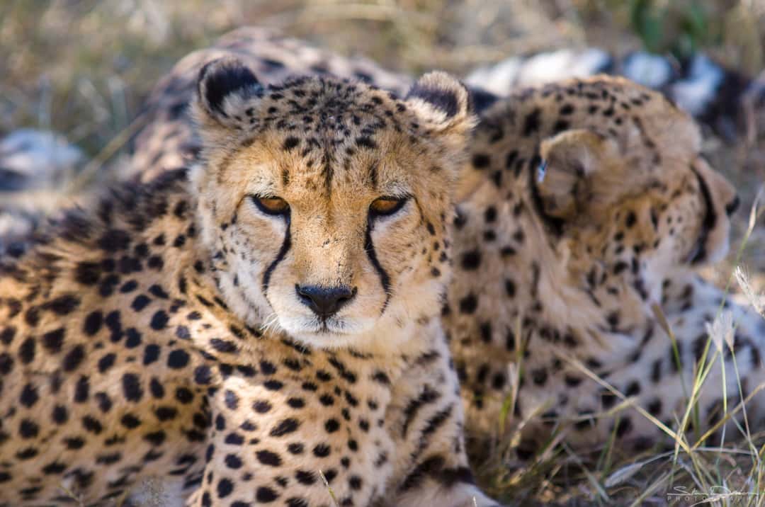 Cheetah Conservation Fund, Namibia