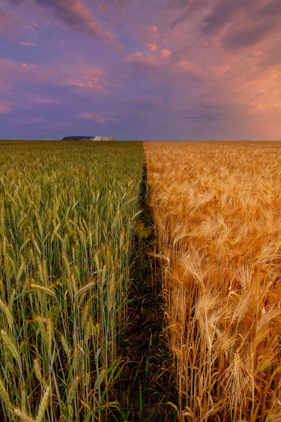 Field, Germany