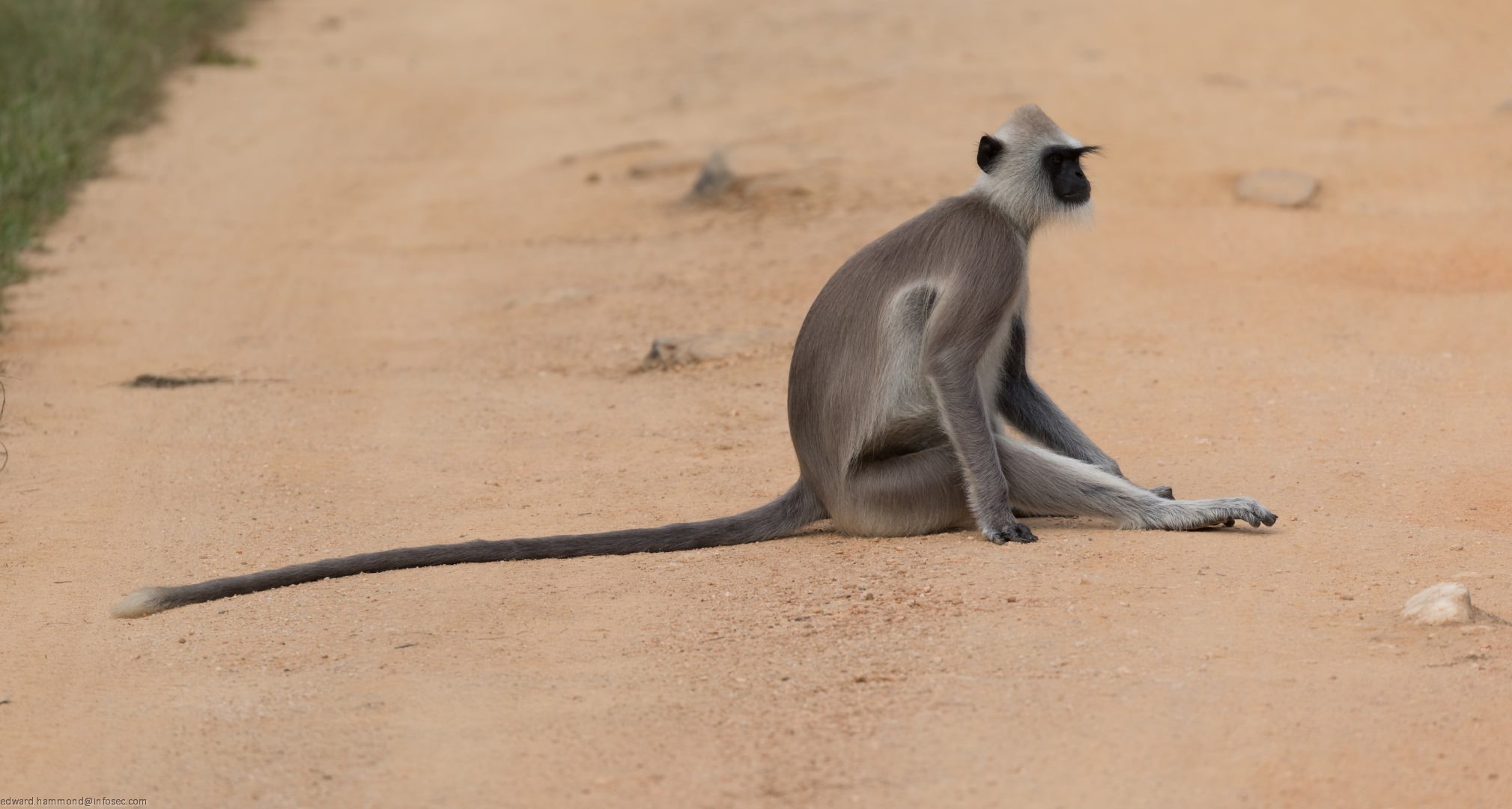 Minneriya National Park, Sri lanka, Sri Lanka