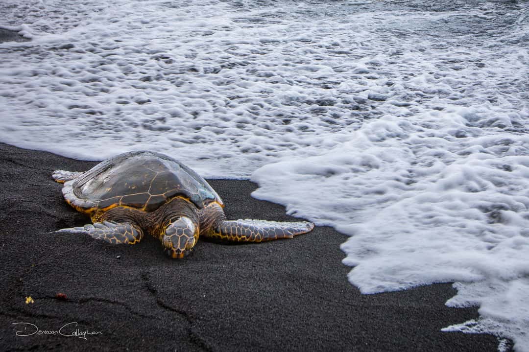 Turtle on Punalu'u Black sand Beach Big Island Hawaii, USA