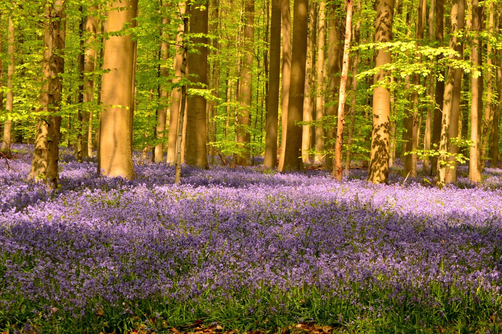 Bluebell Forest Halle, Belgium