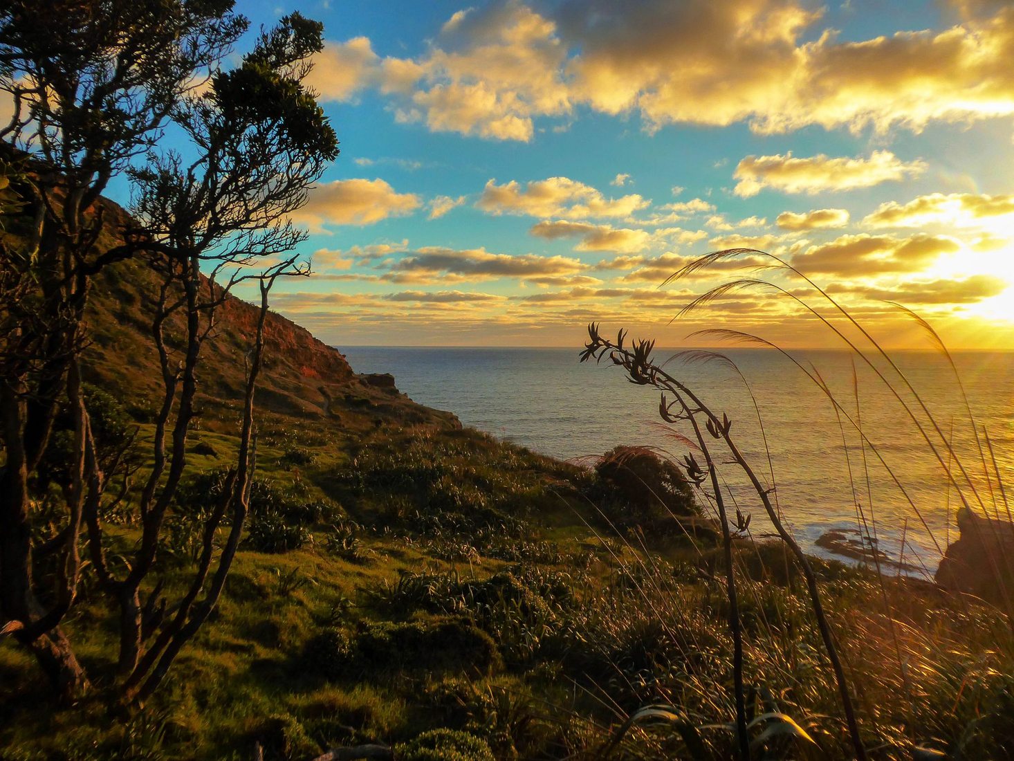 Te Henga Walkway, New Zealand