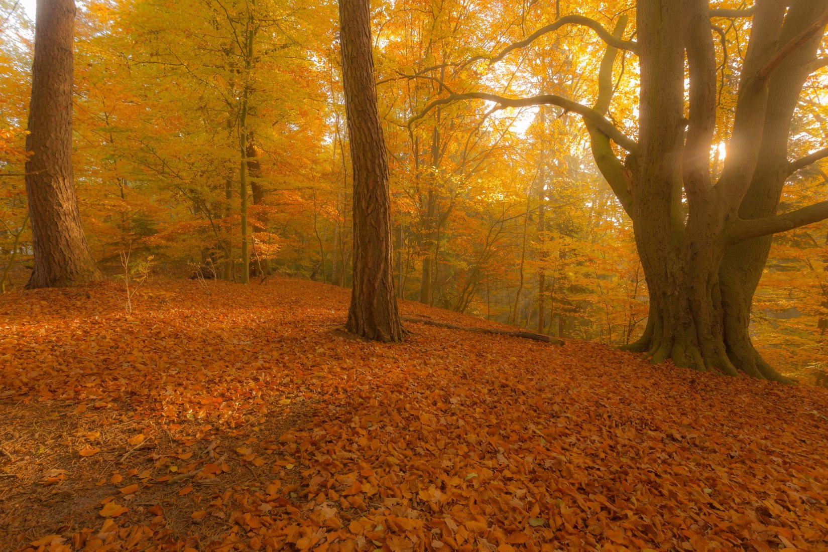 Lieth Wald, Germany