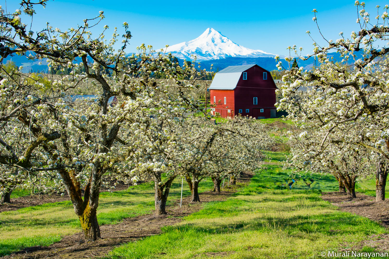 Hood River Red Barn, USA