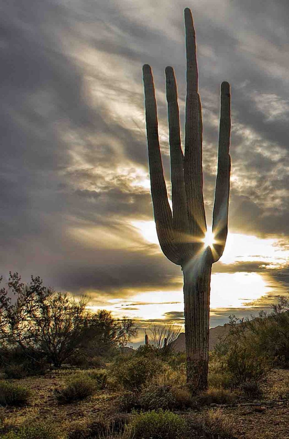 Sonoran Desert Cactus, USA