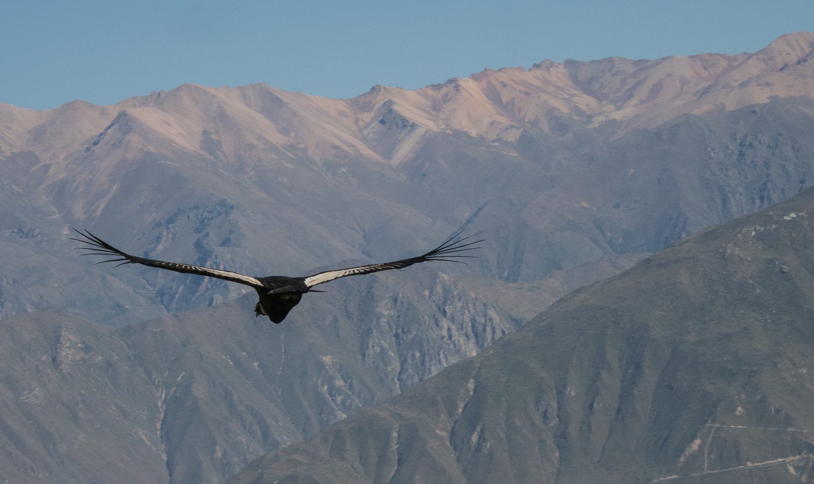 Condors at Colca valley, Peru