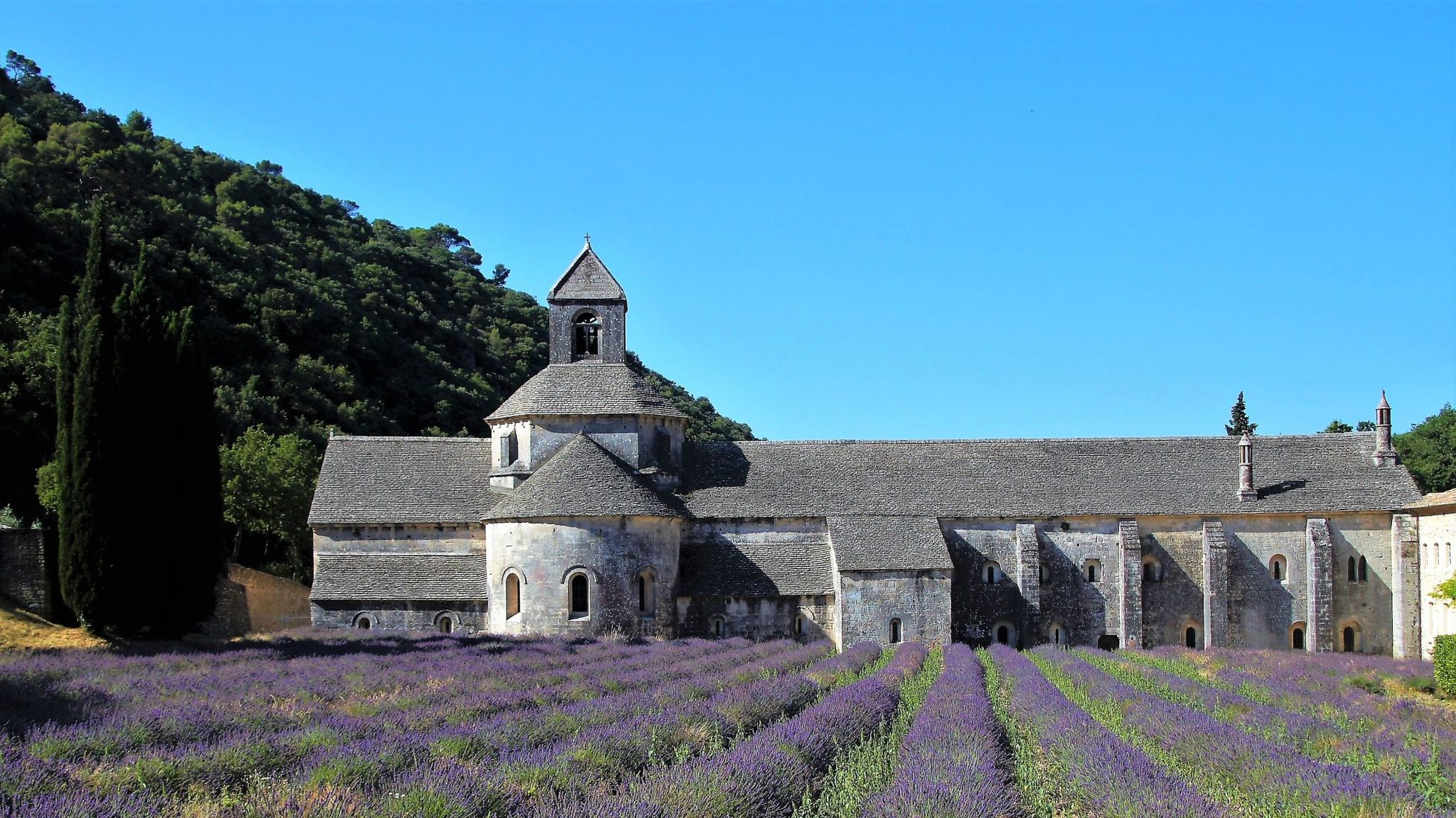 Lavender blossom at Notre-Dame de Sénanque, France