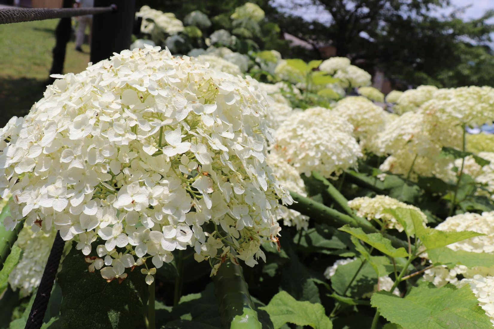 Hydrangea at Gongendo Park, Japan
