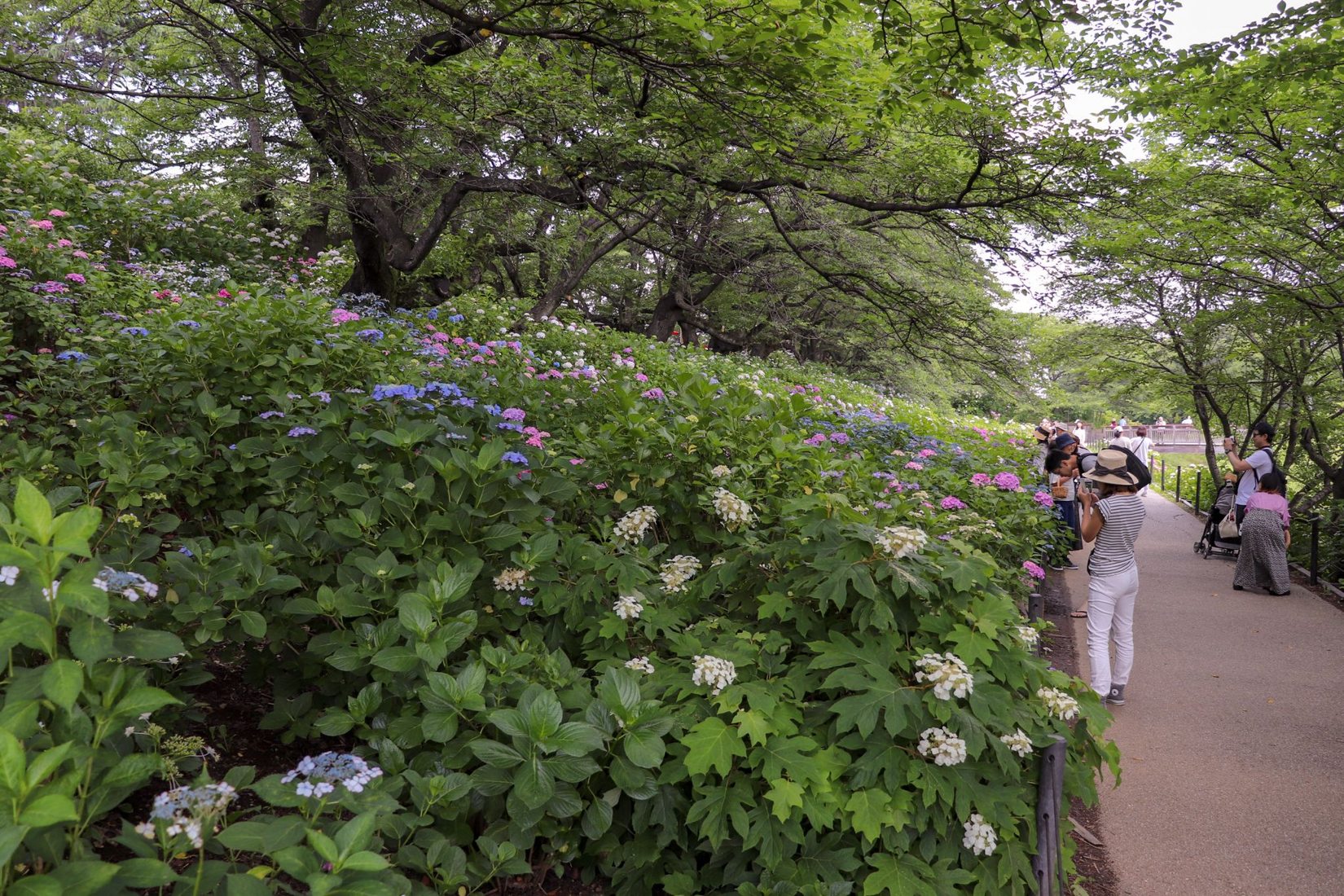 Hydrangea at Gongendo Park, Japan
