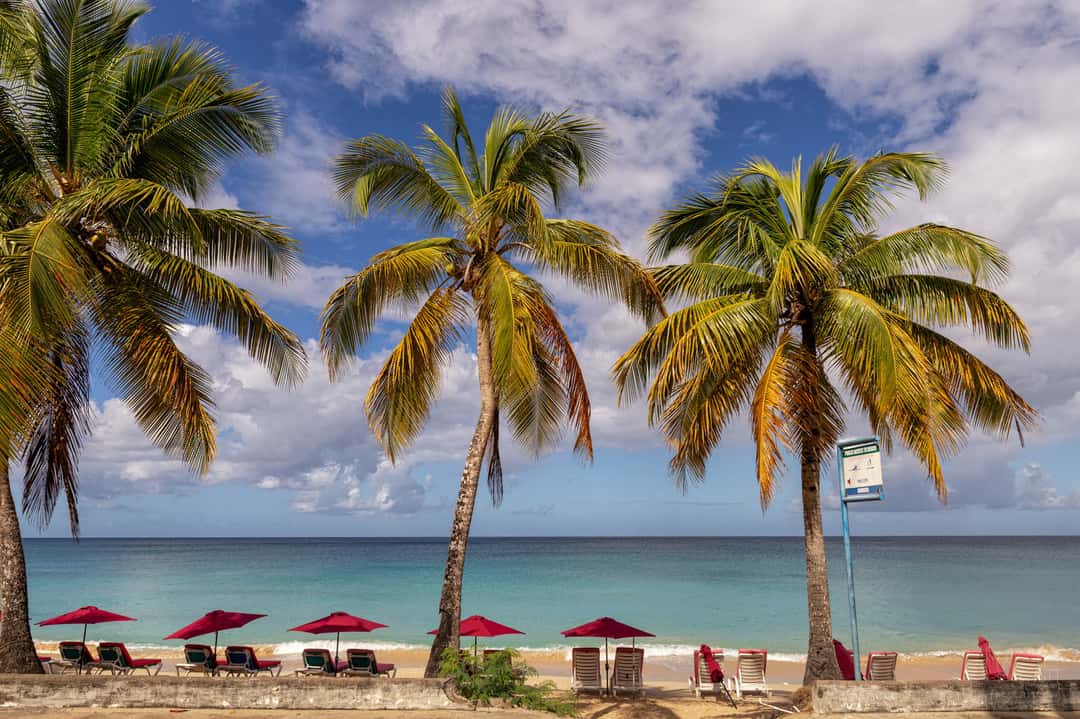 Barbados Palm Trees Lovely Palm Tree Just In Front Of Turtle Beach