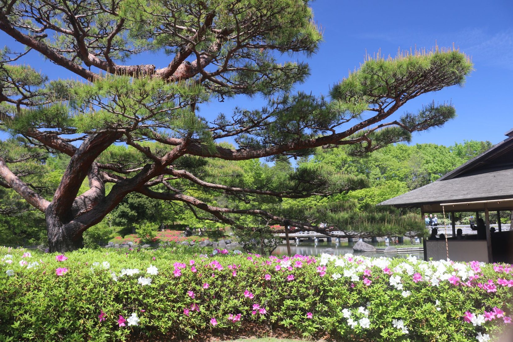 Showa kinen koen, Japan