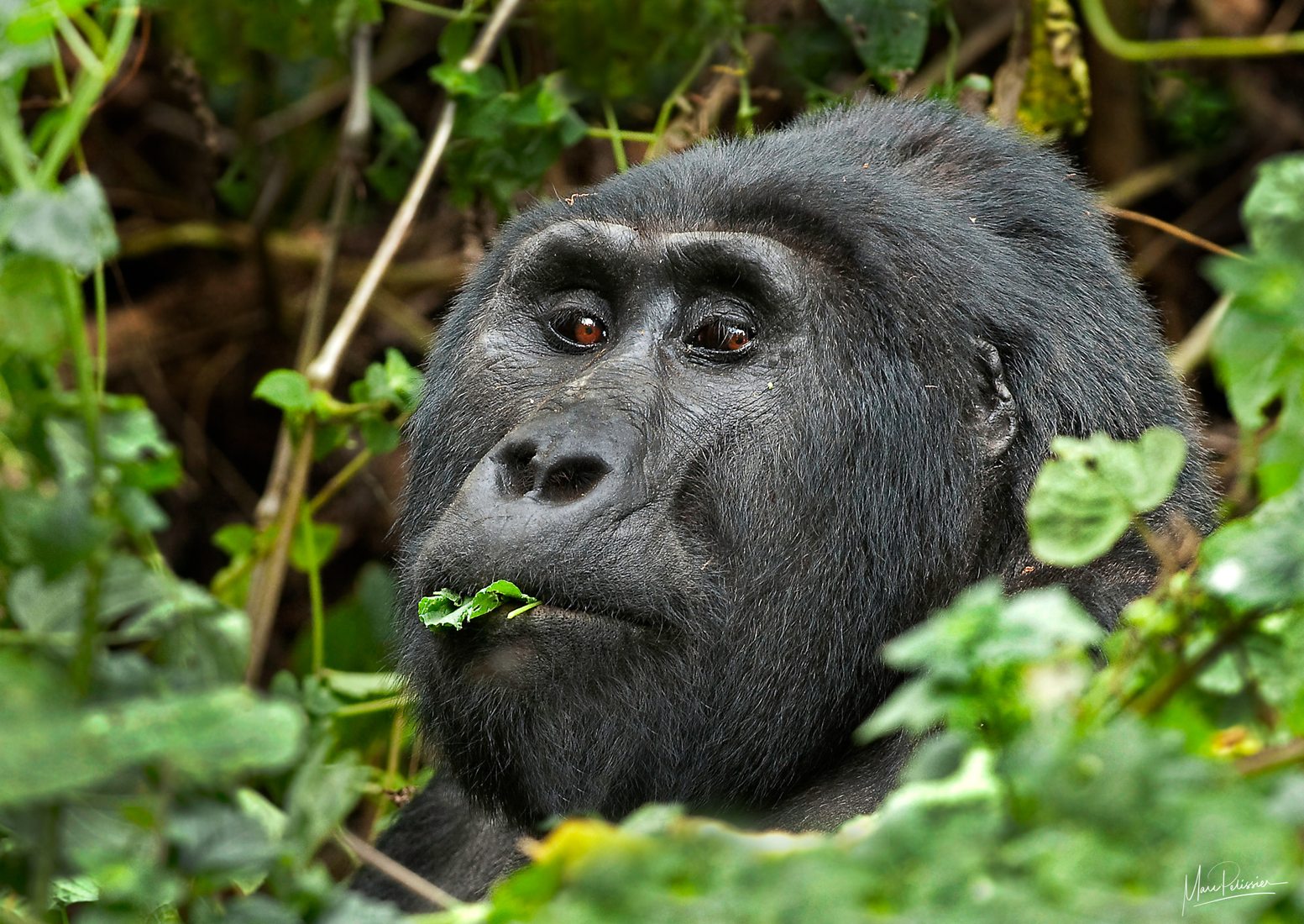Gorilla in the mist, Uganda