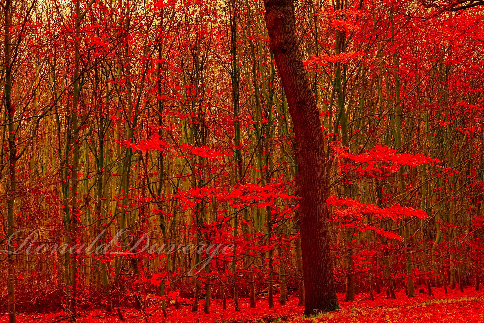 Wortel, Belgium