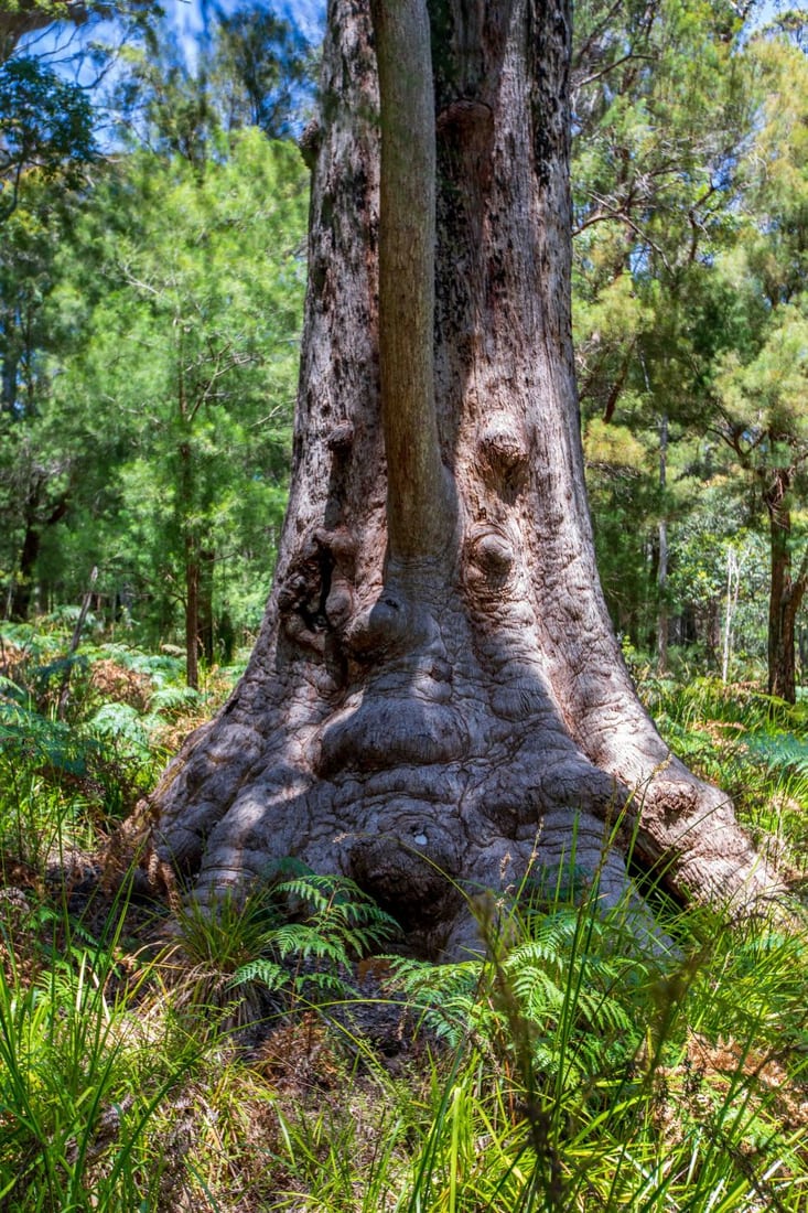 Face in the tree, Valley of the Giants, Walpole, WA, Australia