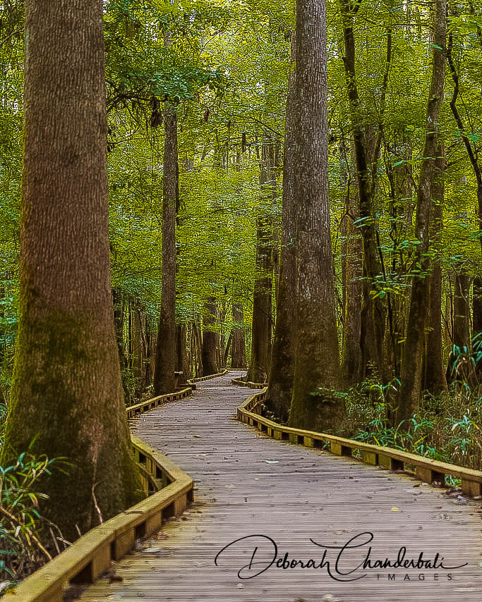Boardwalk Loop Trail, Congaree National Park, South Carolina, USA