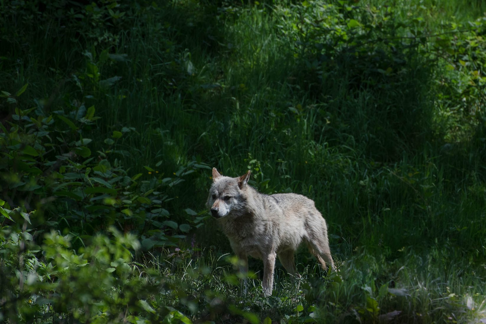 Alternativer Wolf- und Bärenpark Schwarzwald, Germany