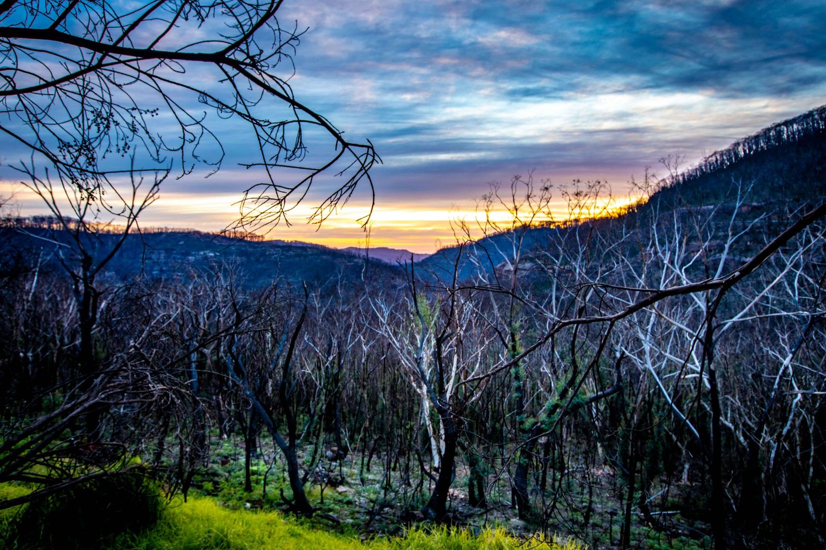 Burnt Bush sunrise Mt Banks New South Wales, Australia