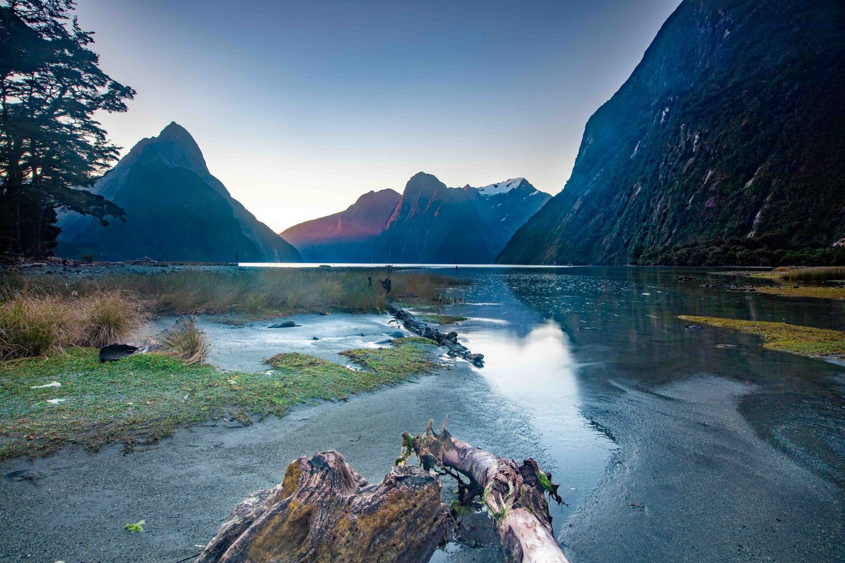 Milford Sound with logs, South Island, New Zealand