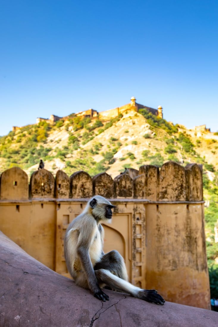 Monkey Amber Fort and wall Jaipur, India