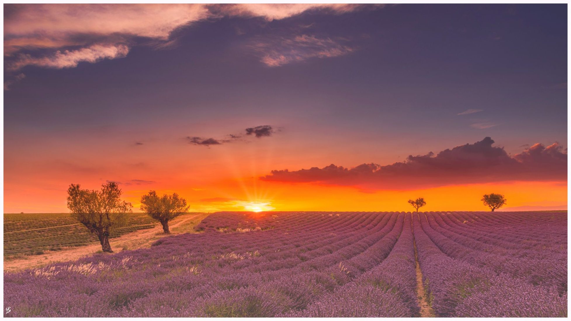 Lavender field in Valensole, France