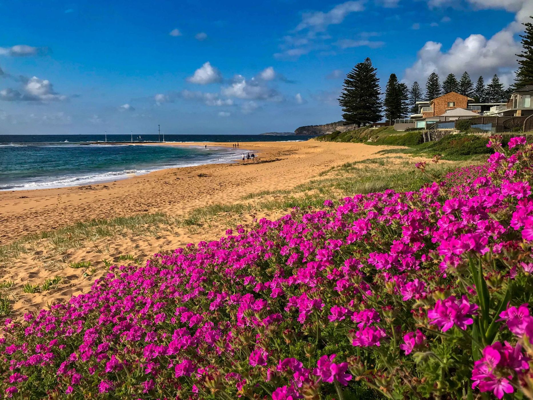 Beach Flowers