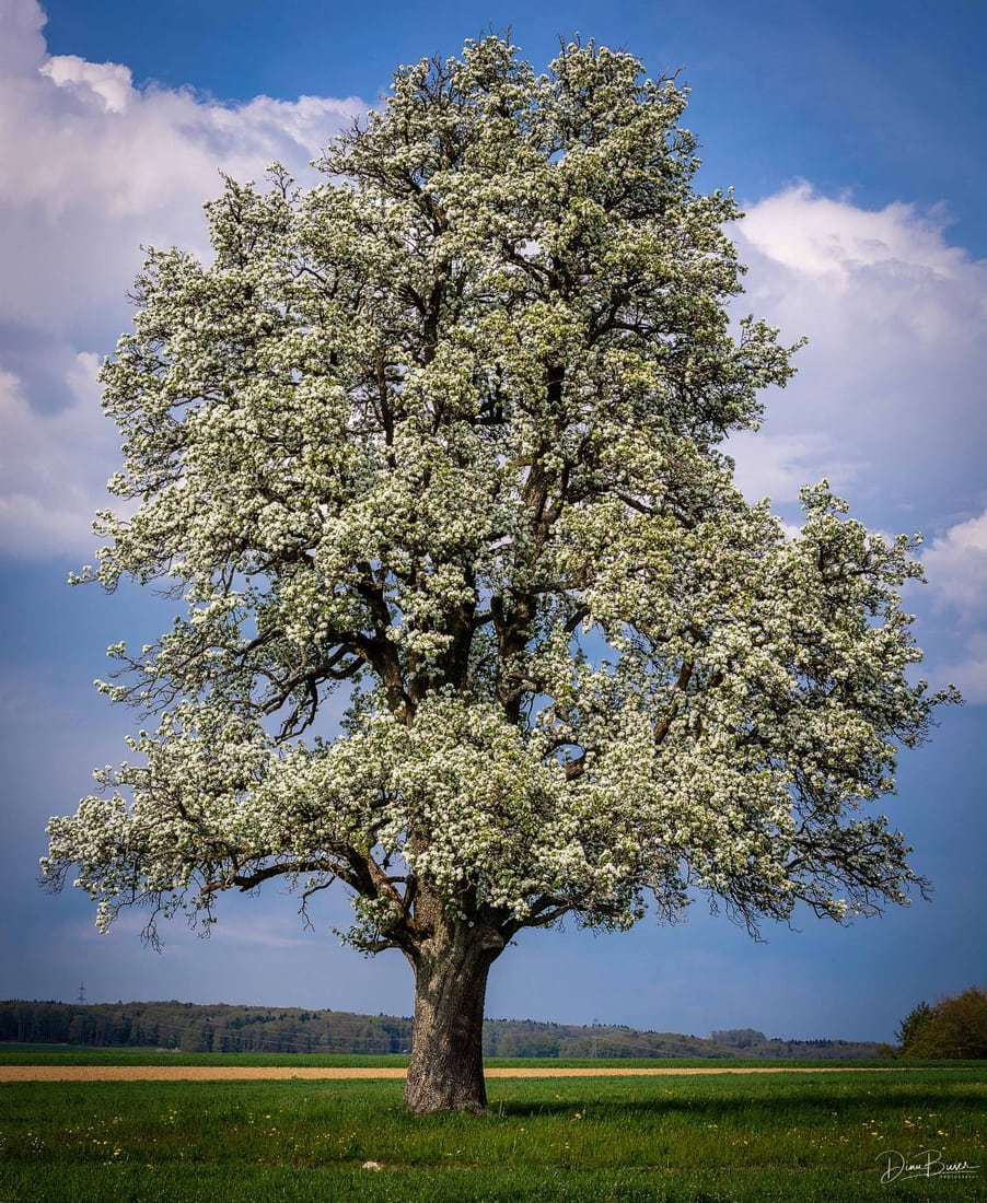 Birnbaum Rünenberg, Switzerland