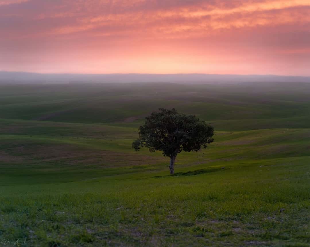 Ruhama Baldlands, Israel