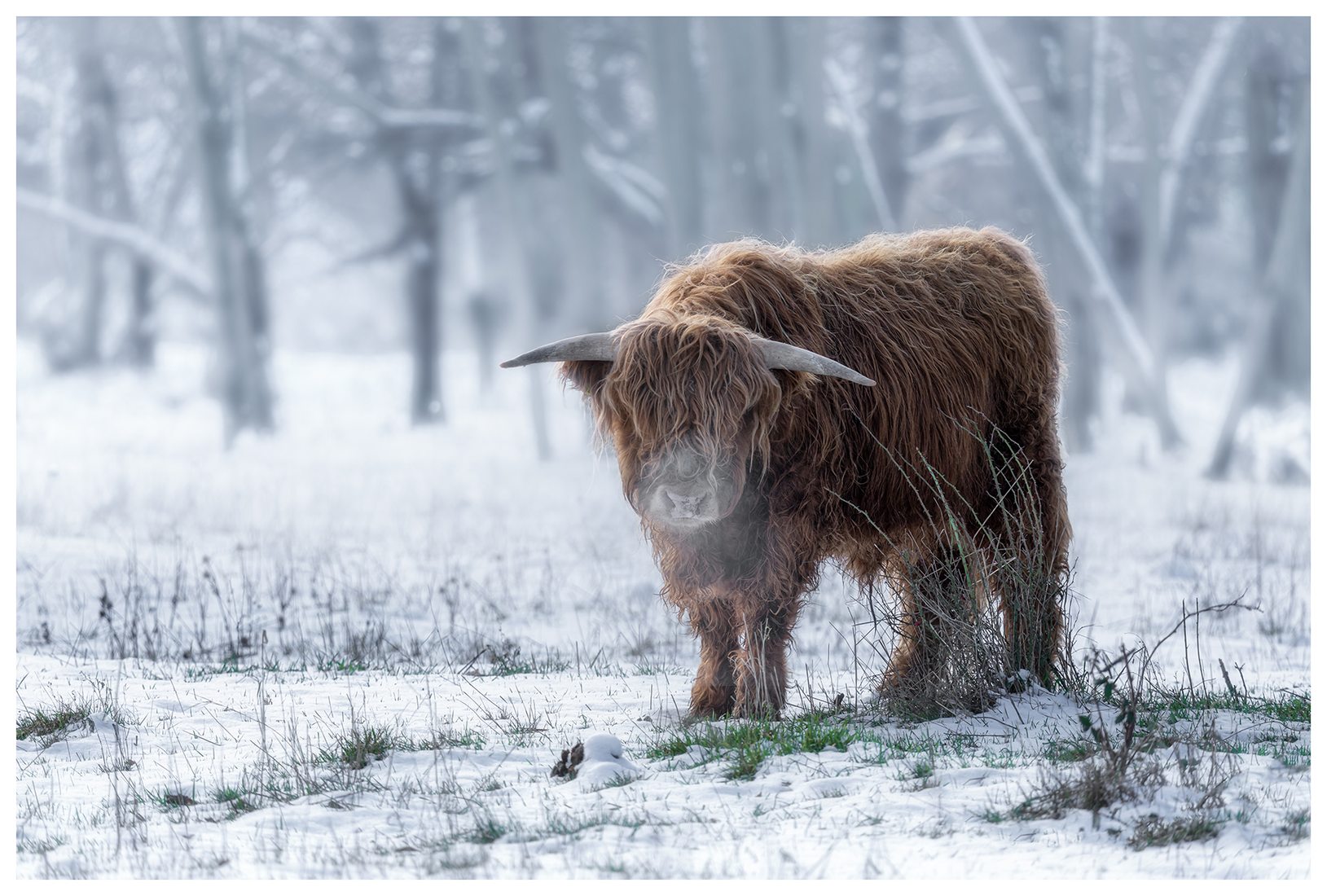 Cow meadow, Germany