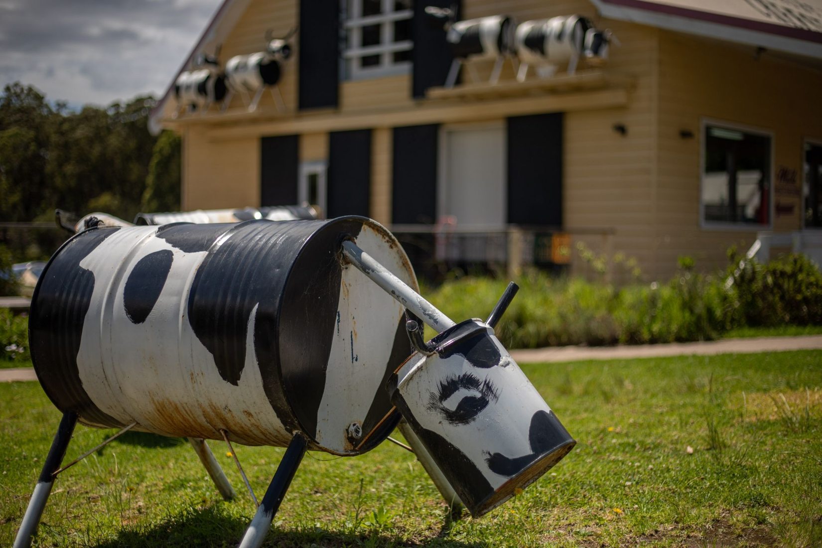 Cows Bodalla Dairy Shed Factory Bodalla New South Wales, Australia