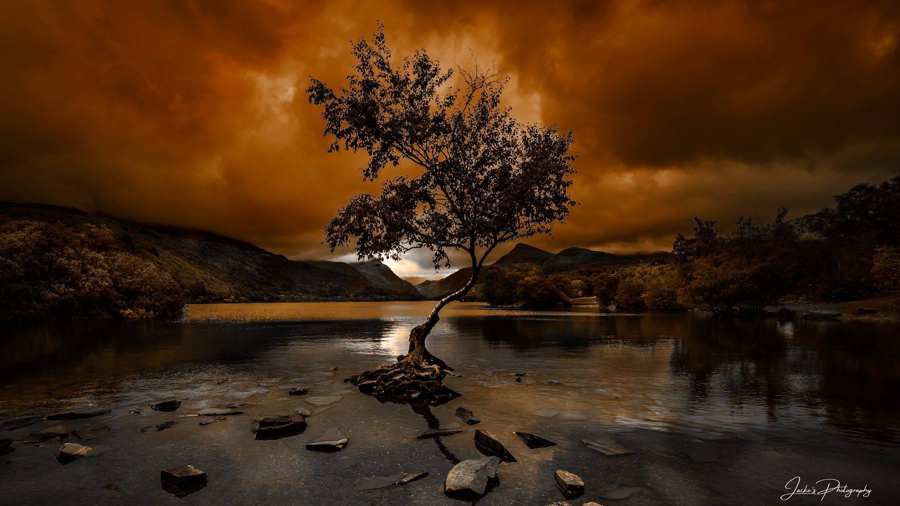Lonely Tree Llanberis, United Kingdom