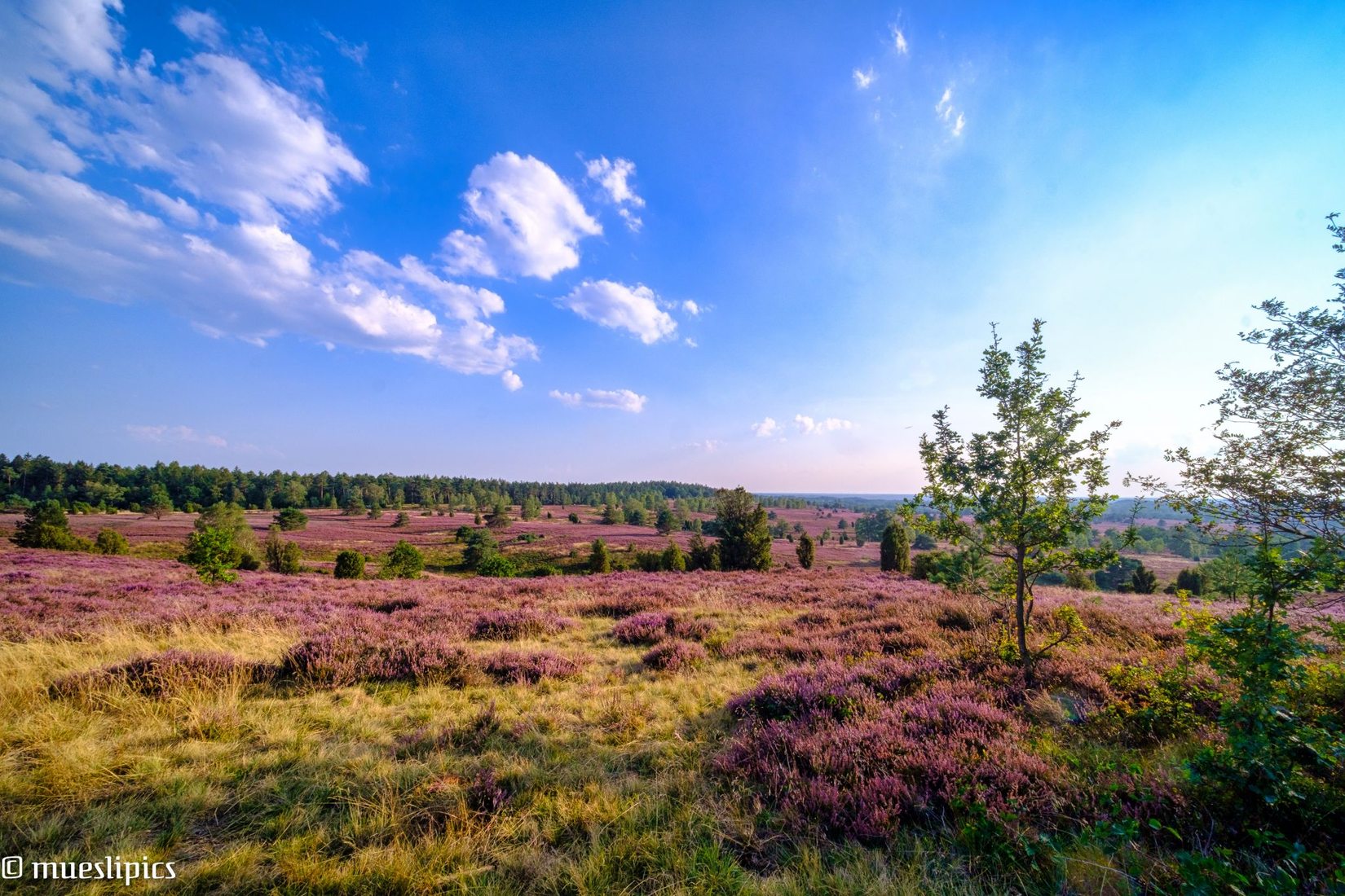 Wilseder Berg Lüneburger Heide, Germany