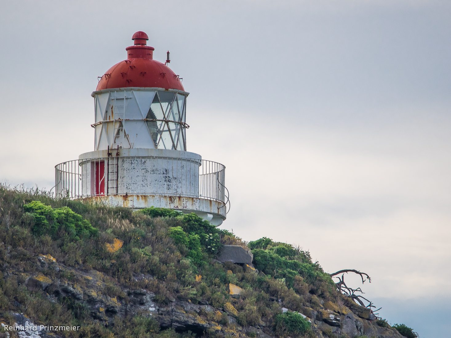 Taiaroa Head Cliff, New Zealand