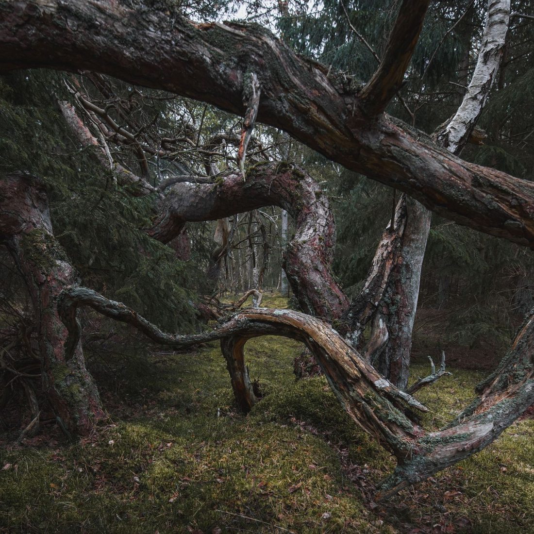 Trolls forest, Denmark