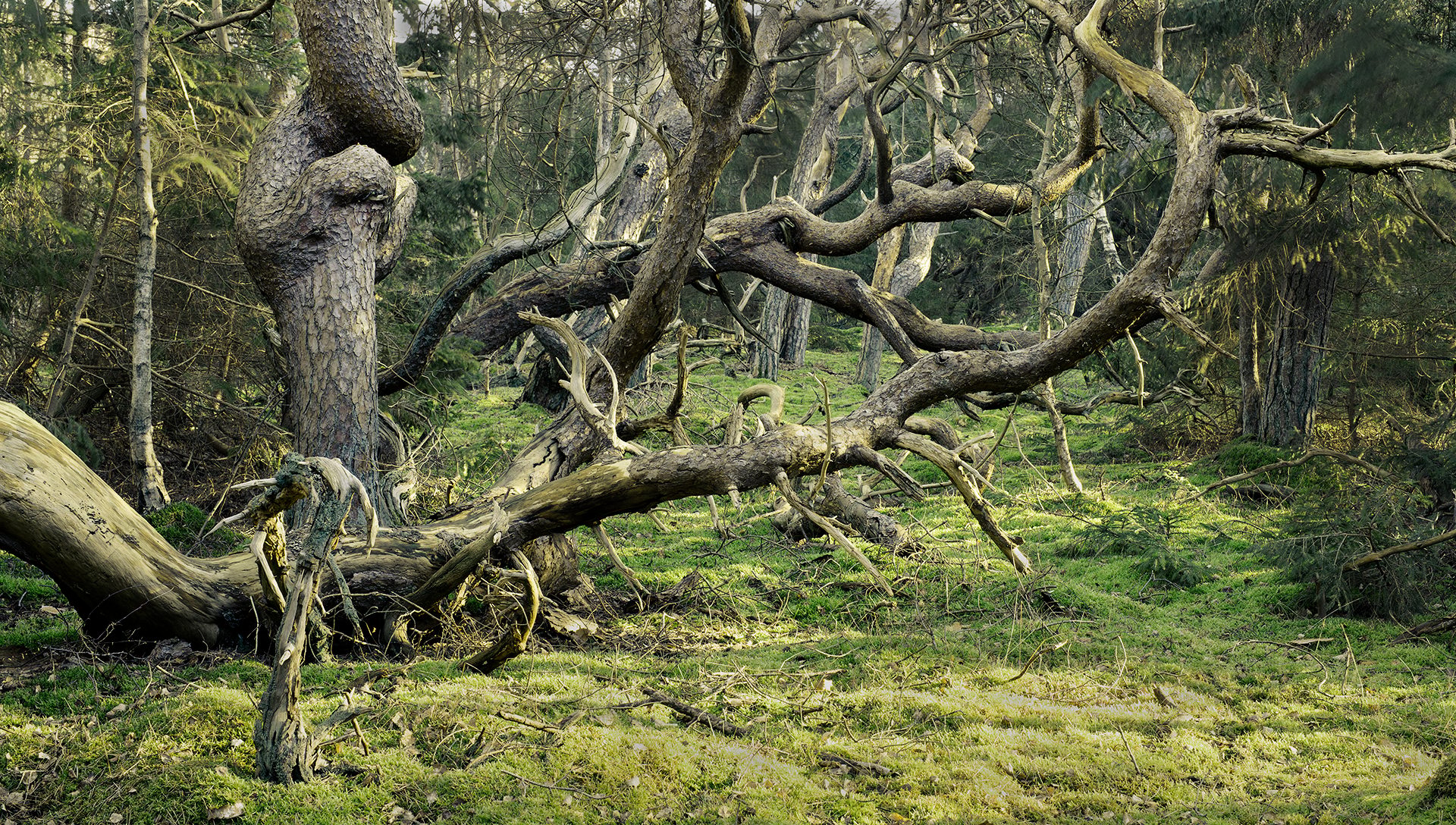Trolls forest, Denmark