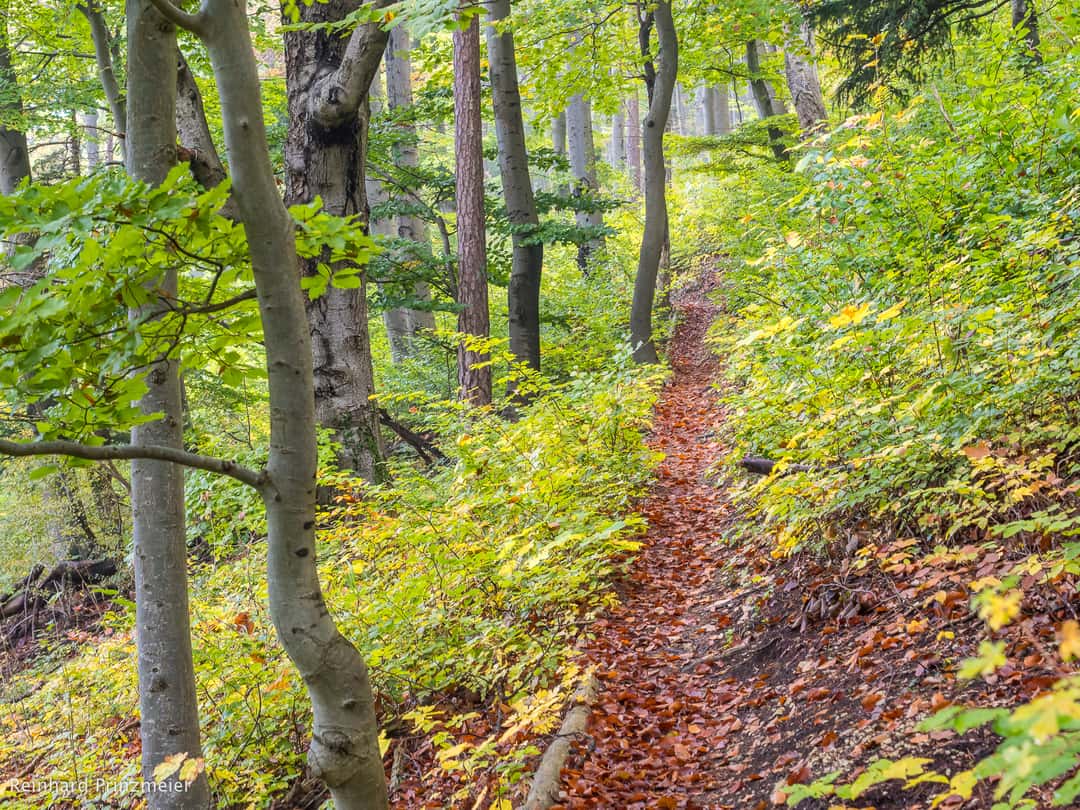 Maienwand primeval forest path, Germany