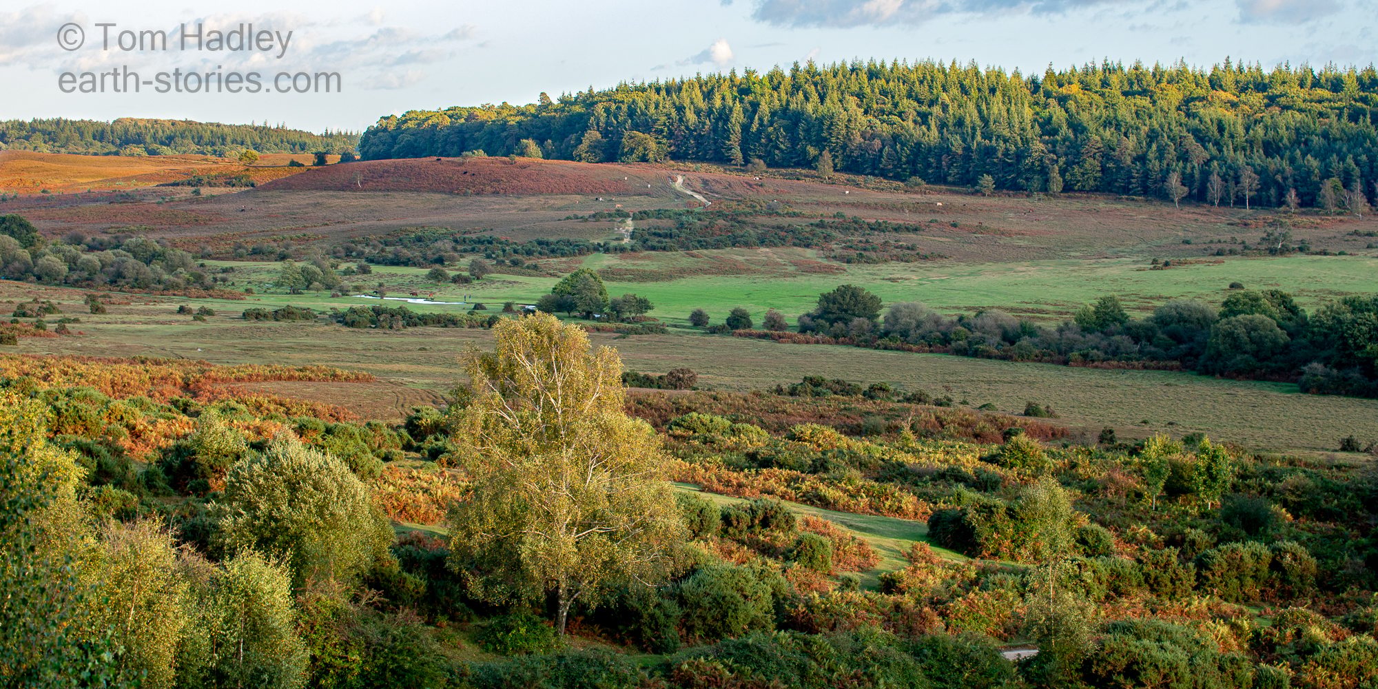 Latchmore Brook, New Forest, United Kingdom