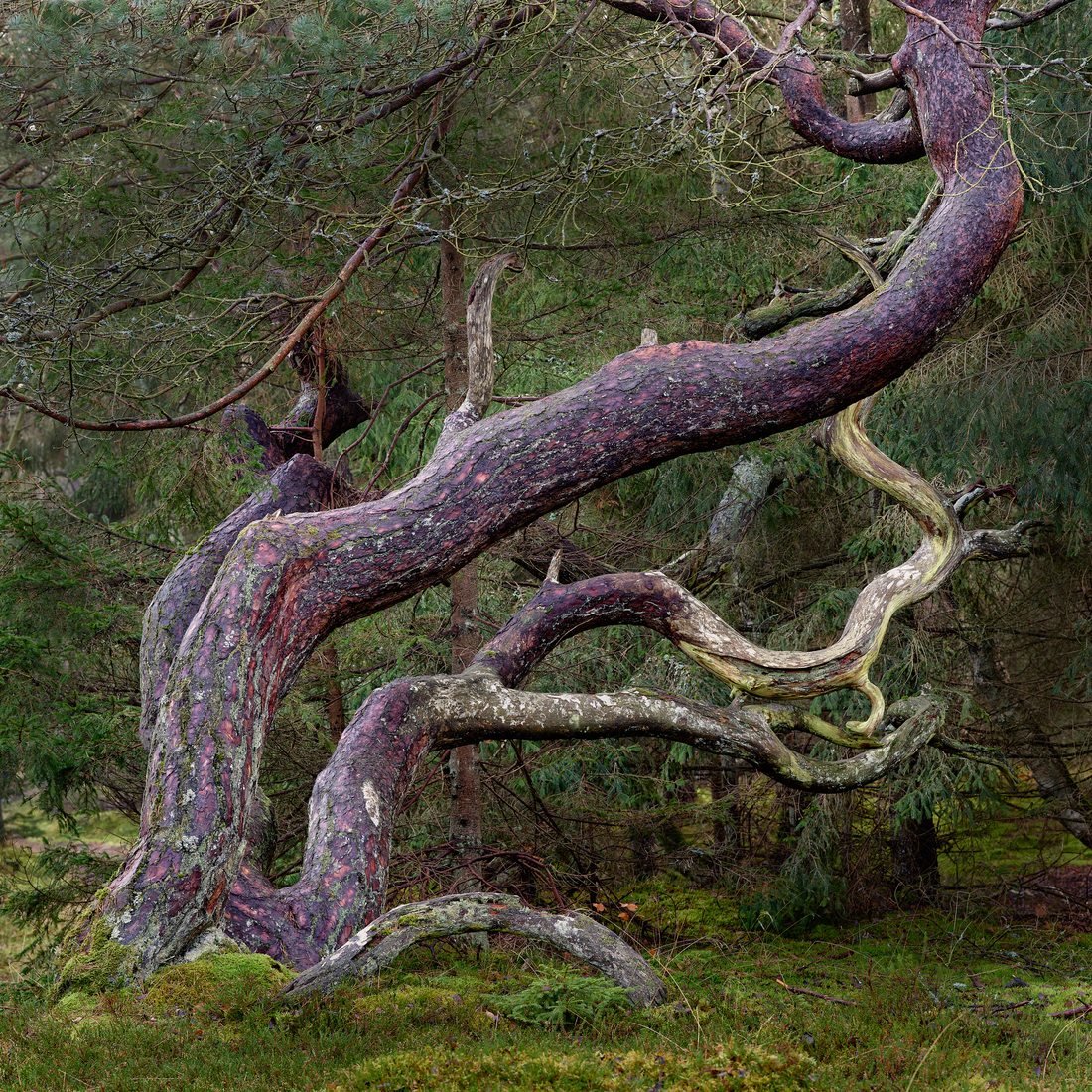 Trolls forest, Denmark