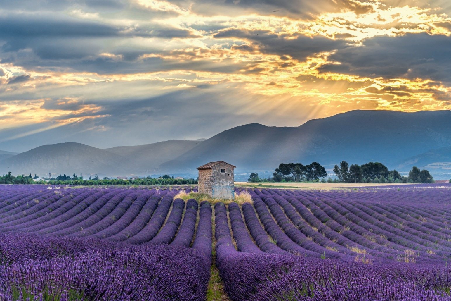 Lavender fields near Riez, France