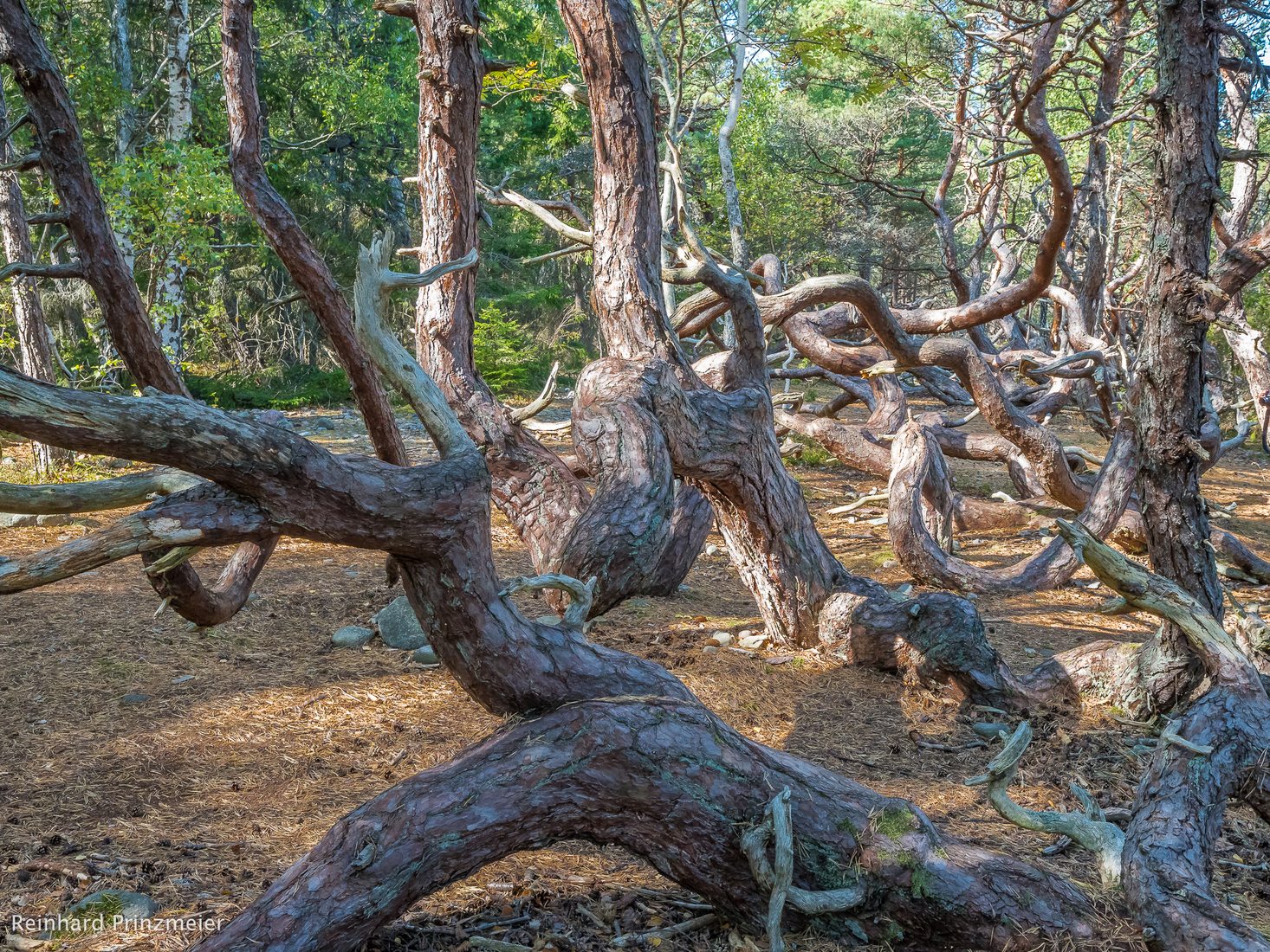 Trollskogen Wood, Sweden