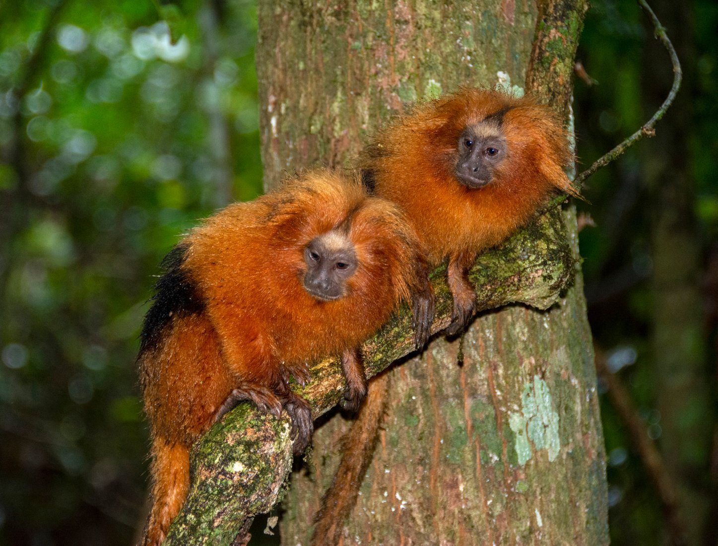golden lion tamarin free in nature, Brazil