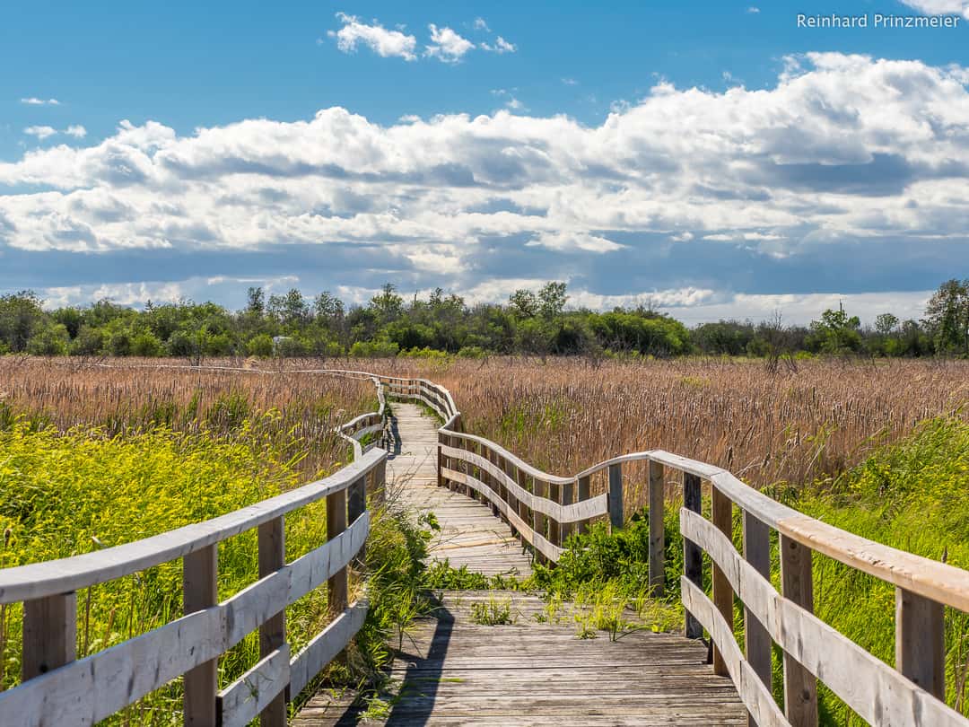 Grassy Narrows Marsh, Canada