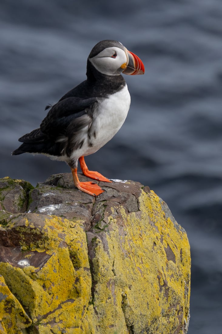 Puffin rock, Iceland