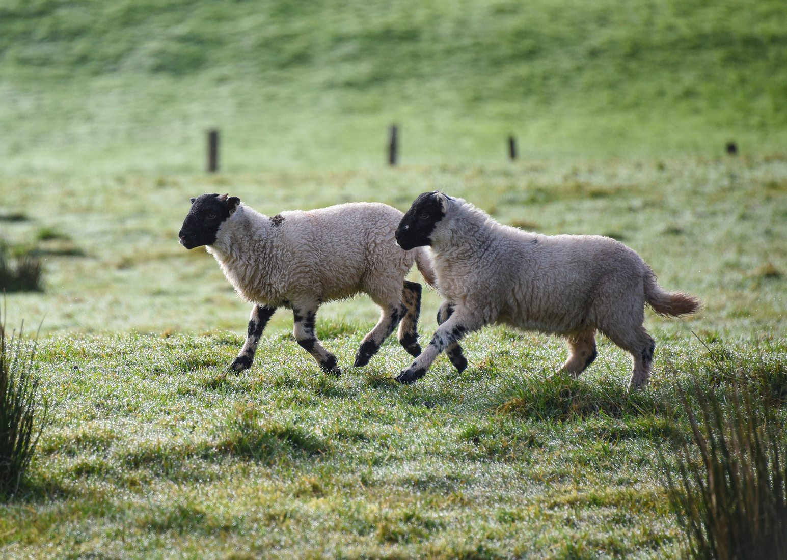 Spring Lambs in Donegal Ireland, Ireland